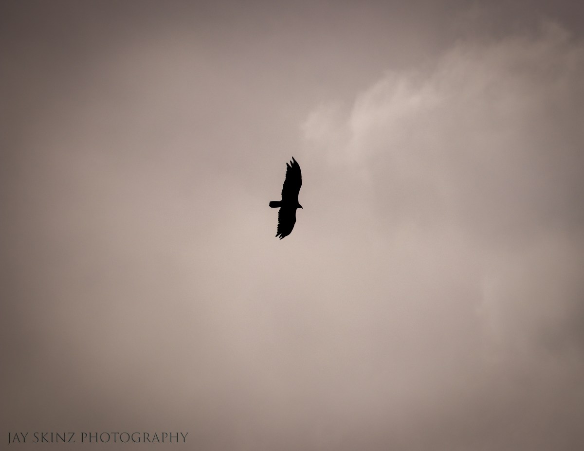 Contact – Jason Skinner